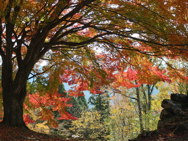 Yagi Castle Ruins - Official Yabu Travel Guide