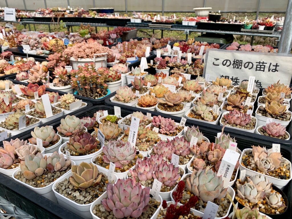 Taniku BASE: The Enchantment of Succulents - Official Yabu Travel Guide